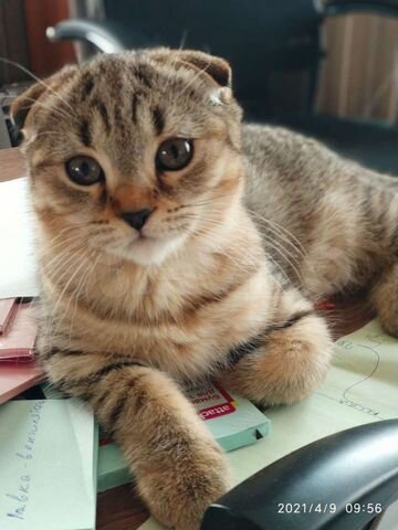 Шотландская вислоухая девочка