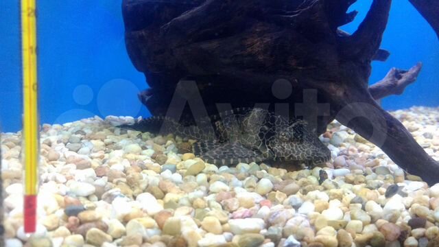 Парчовый сом