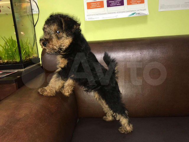 Вельштерьер