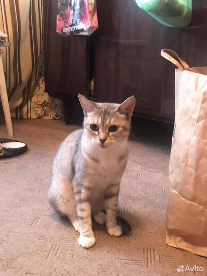 Жасмин кошечка