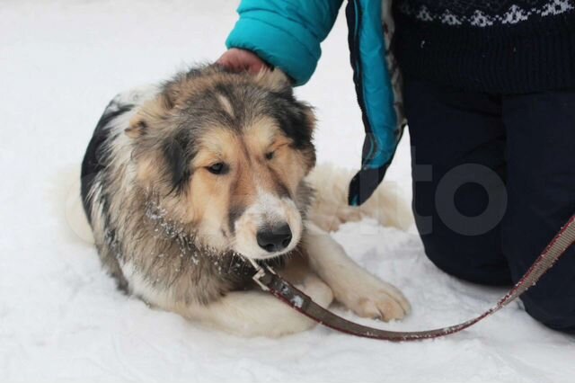 Маленький песель ждёт своих родных людей