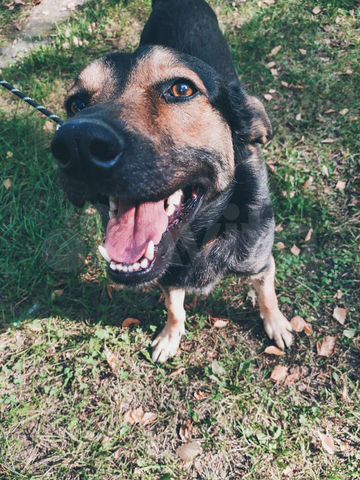 Собака улыбака Тим ищет семью