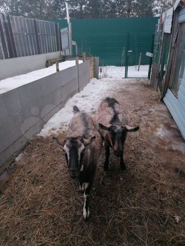 Козы альпийские продаю