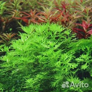 Хотония палюстрис (Hottonia palustris)