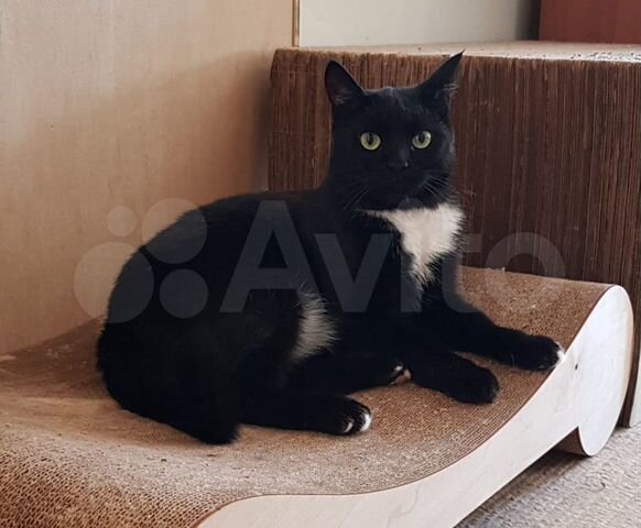 Матвейка в добрые руки