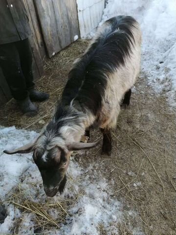 Козёл альпийски вязка