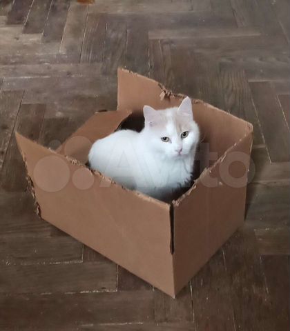 Кошка Милка