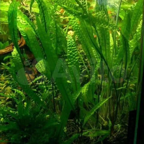 Аквариумные растения
